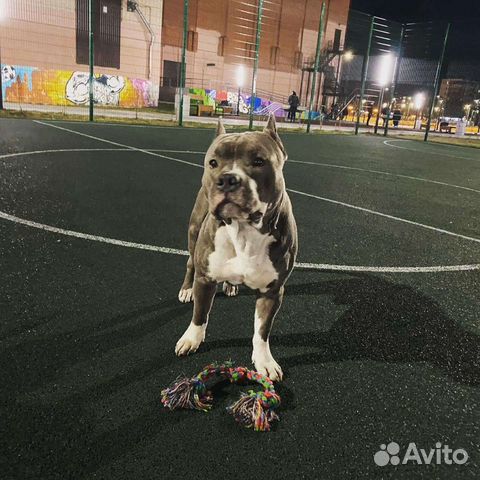 Вязка амстафф