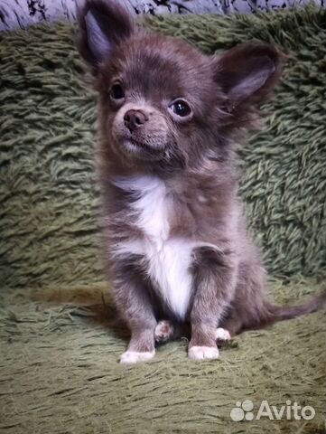 Мальчик красавчик лиловый