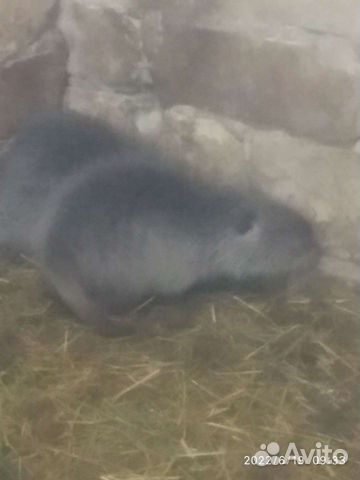 Нутрии серебро