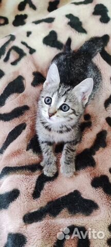 Котята 1,5 месяца в добрые руки