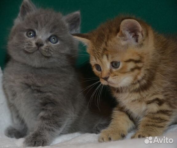 Британские котята