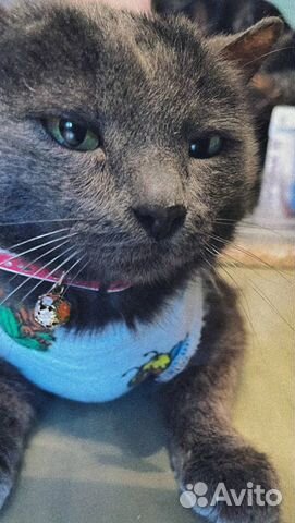 Русская голубая