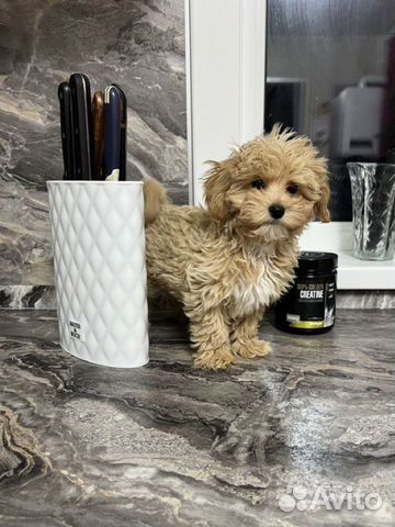 Мальтипу ф1 роскошный мальчик миник