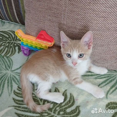 Персиковый котёнок. Мальчик