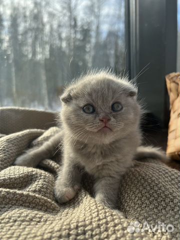 Шотландские котята