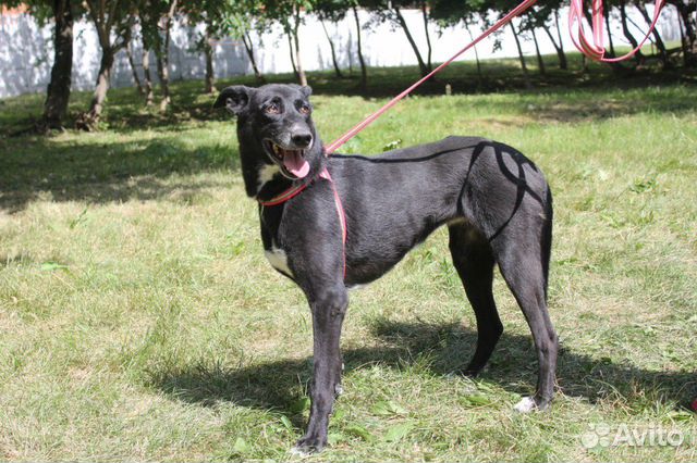 Красивая собака Багира ищет дом