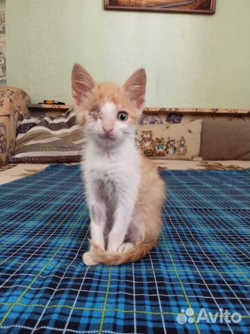 Котенок без глазика