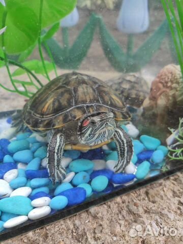 Красноухая черепаха с аквариумом