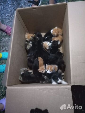 Выкинули 22 котёнка, помогите