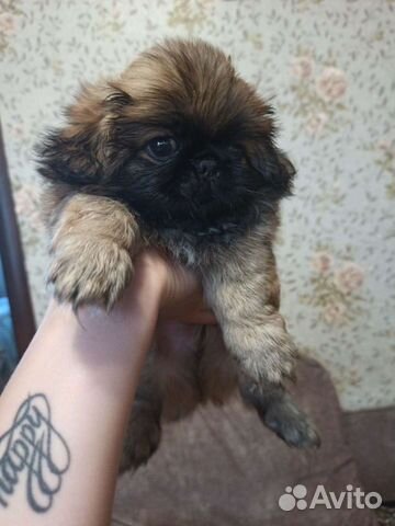 Щенок пекинеса