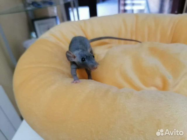 Крыски сфинксы