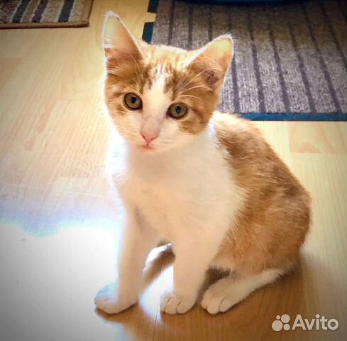 Котёнок в добрые руки