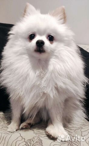 Малый немецкий шпиц вязка