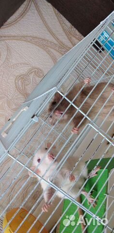 Декоративная крыса