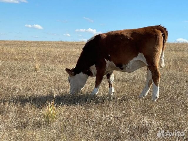 Бычки телки крс