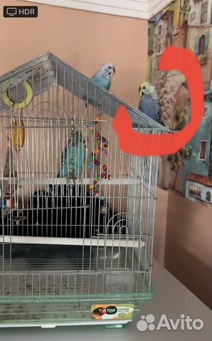 Пара попугаев