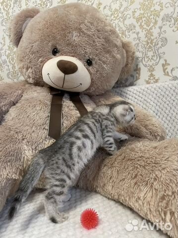 Шотланский вислоухий котенок