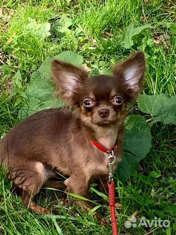 Очаровательнвй