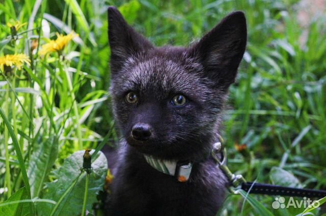 Щенки пушные