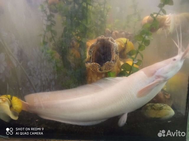 Сом Клариус Альбинос более 30 см