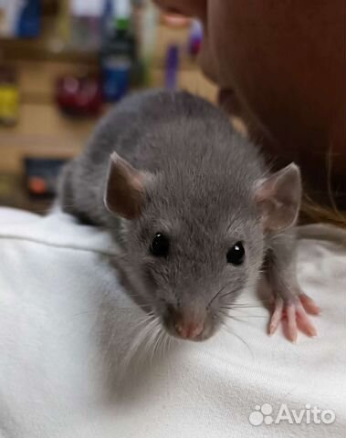 Крыса дамбо