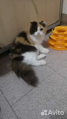 Шотландская кошка