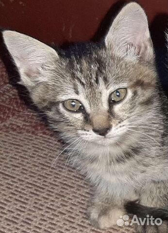 Кошка (котёнок)