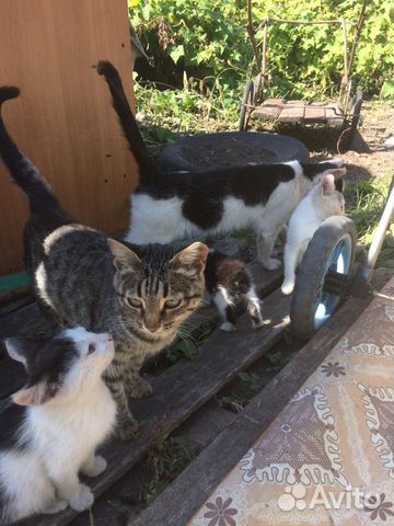 Кошки