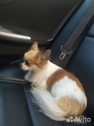 Найдена собака чихуахуа