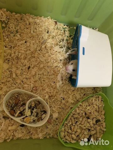 Сирийский хомяк с клеткой девочка