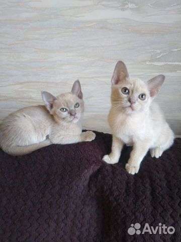 Бурманская лиловая, 3 девочки и 2 мальчика