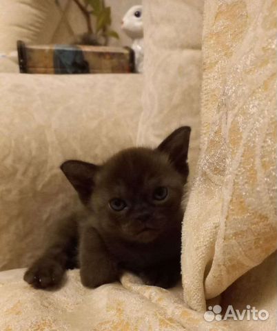 Бурманская кошечка