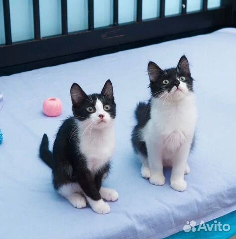 Котята мальчики в добрые руки