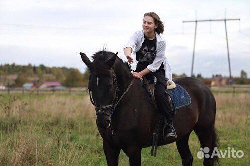 Торг Большой и безопасный мерин 2015