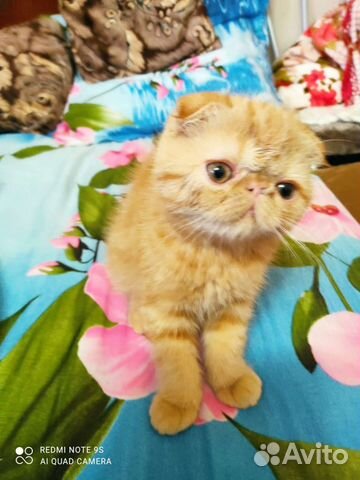 Экзотические короткошерстные котята