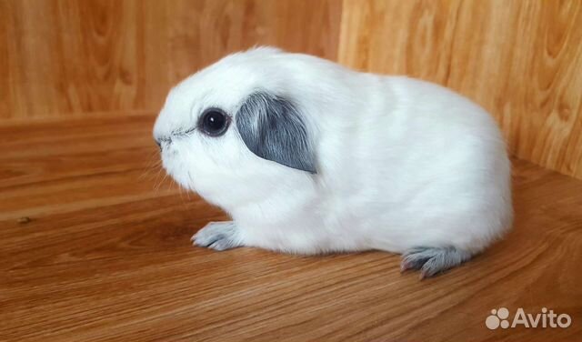 Морская свинка. Самец