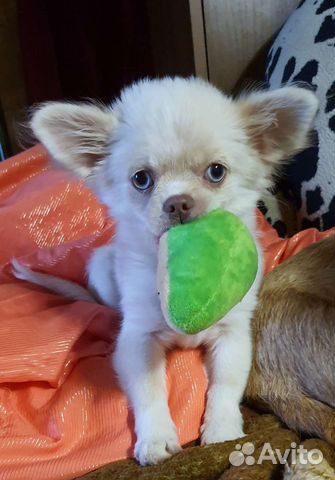 Чихуахуа девочка продаю