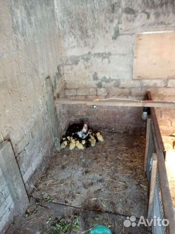 Утка с утятами