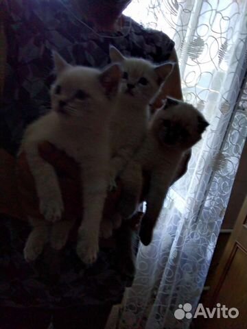 Британская кошка