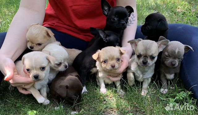 Чихуашки мальчики и девочки