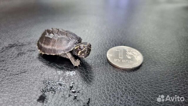 Карликовая черепаха 3см