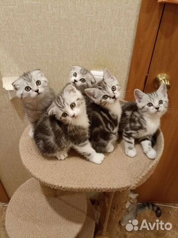 Шотландские котята