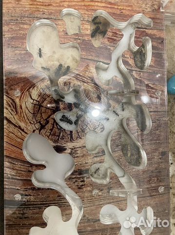 Колония муравьев camponotus vagus