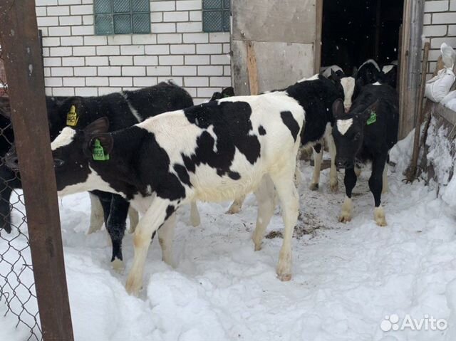 Бычки телята