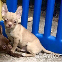 Чихуахуа мини мальчик Джонни сегодня