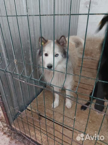 Молодой кабель