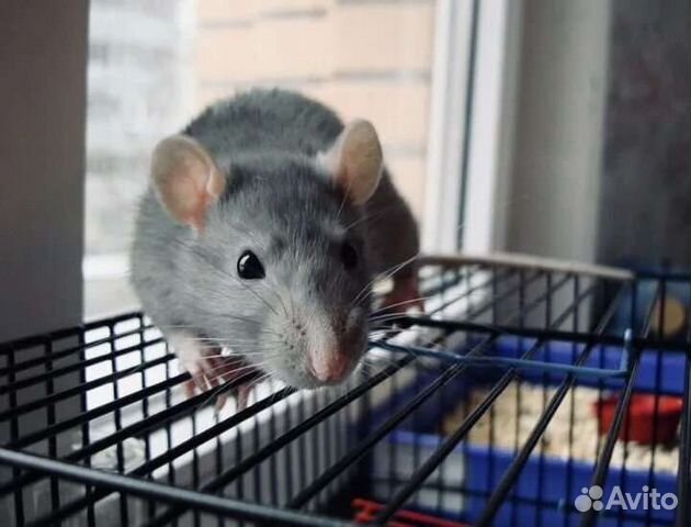 Декоративная крыса