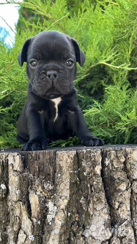 Шикарнейший чисто чёрный мальчик (солид)