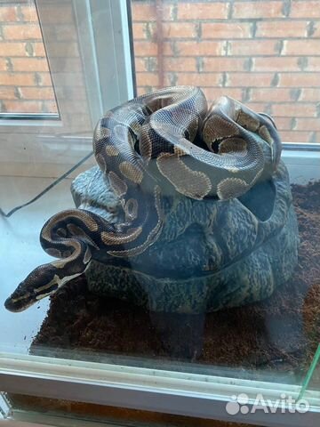 Змея с террариумом