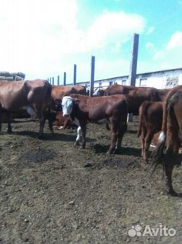 Продаются телки